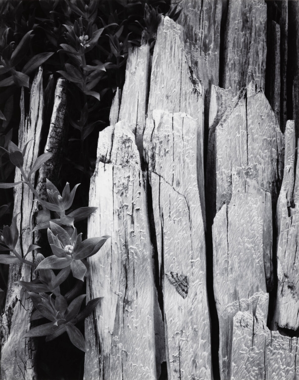 Ansel Adams. Moth and Stump, Interglacial Forest, Glacier, Alaska